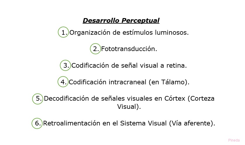 Etapas del Desarrollo Perceptual