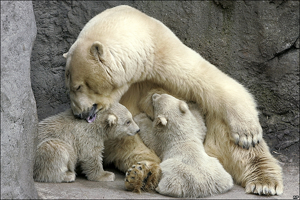 Animales Mamiferos: Algo mas sobre los mamiferos