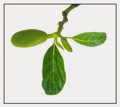 Bangun (Bentuk) Daun (Circumscriptio) ~ MUNAWI INSIDE