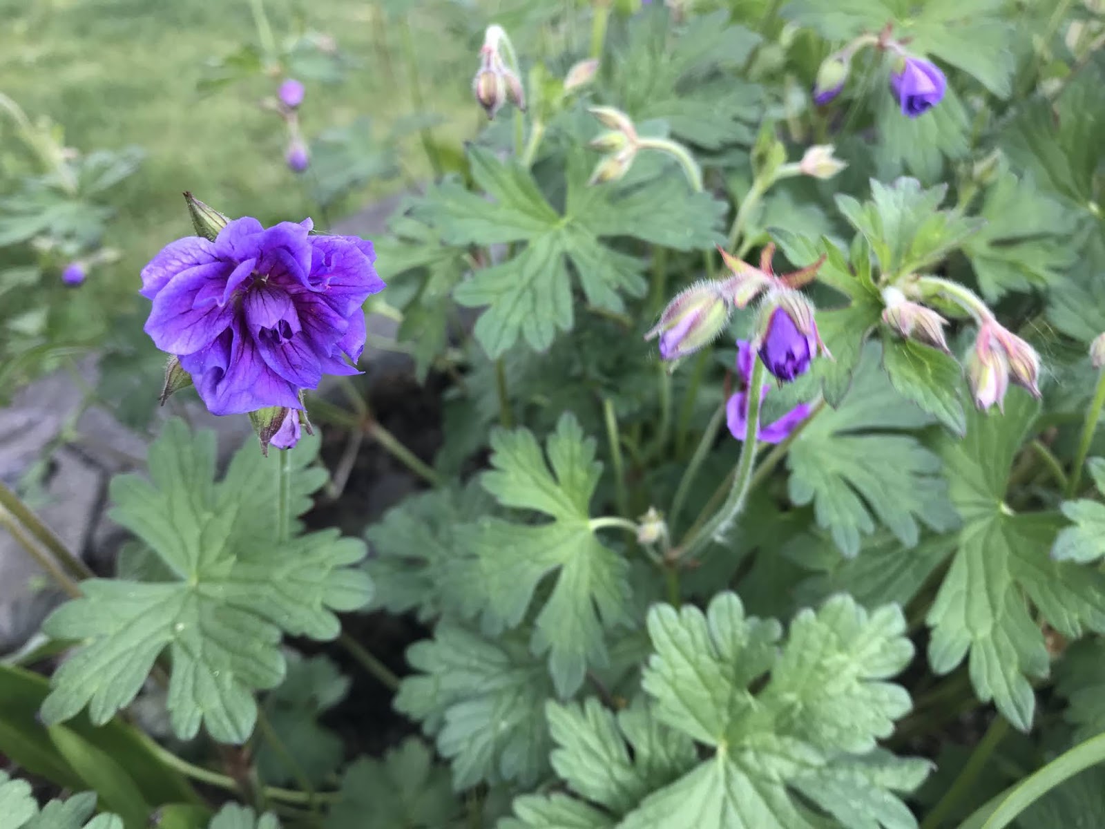 Kukkia kallion suojassa: Rinnepenkin reunus