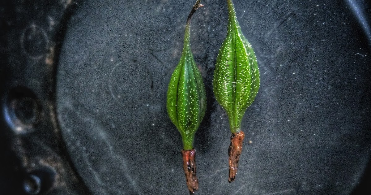 Ramblings of a Constant Florida Gardener: Orchid Seed Pods