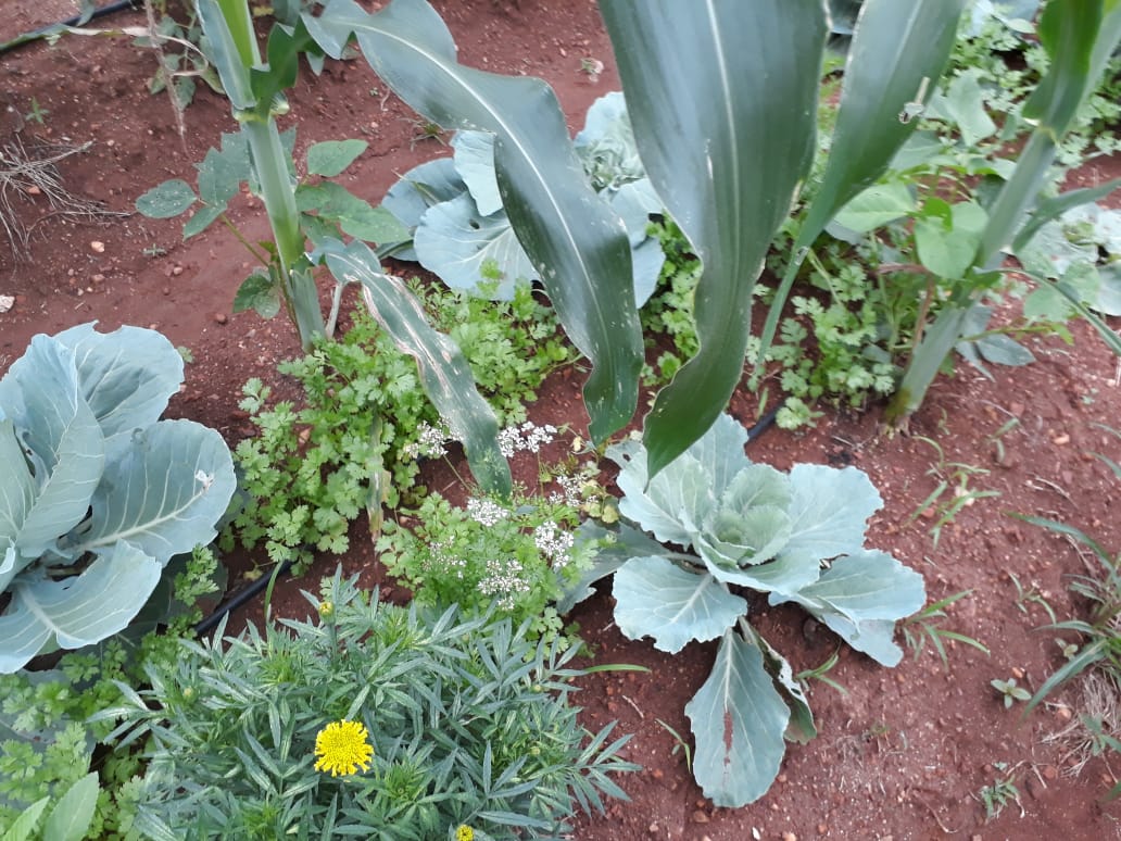 SPNF ಕರ್ನಾಟಕ ಬ್ಲಾಗ್ / SPNF Karnataka Blog: Does intercrops grown in ...