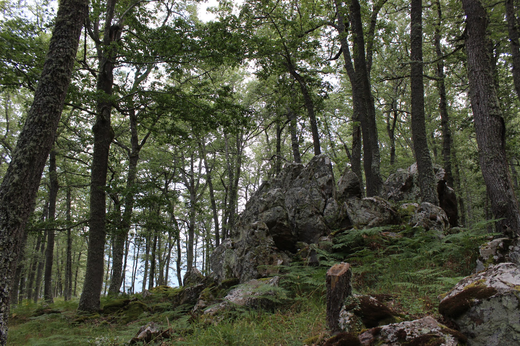 Conociendo a Quercus: EL BOSQUE DE QUERCUS. ITINERARIO