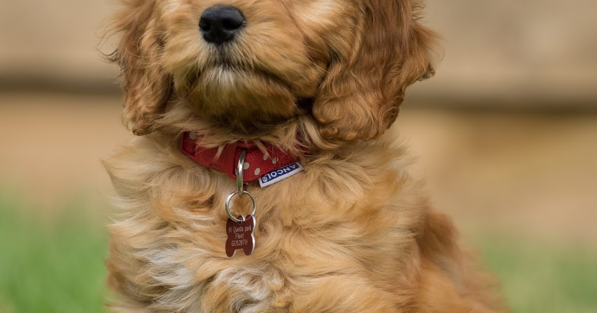 Mythology and Folklore: Week 12: Dougie the dog