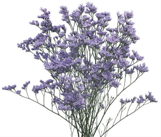 Studio Floral Dora Santoro: Flor Cáspia