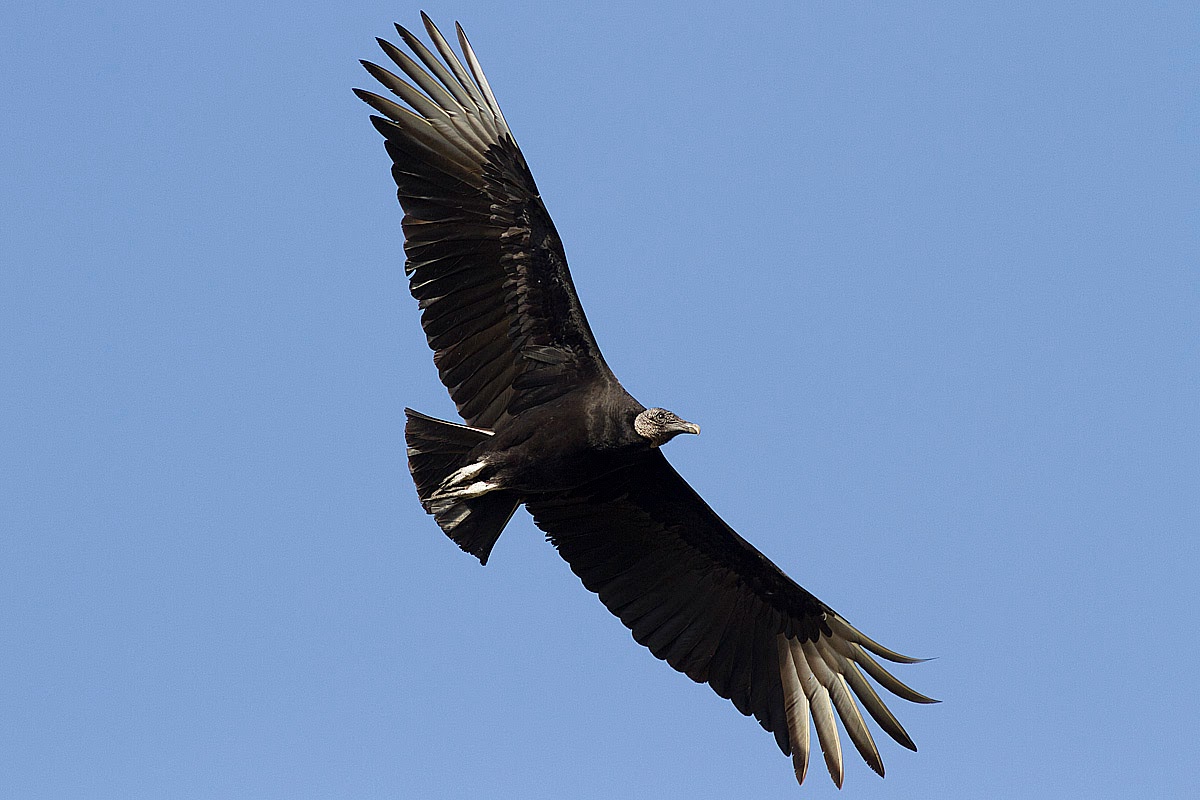 Ann Brokelman Photography: Black Vulture in Titusville, Florida, 2014