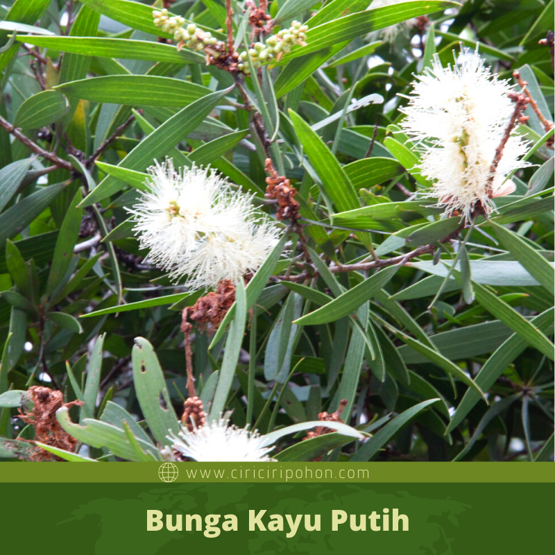 Ciri Ciri Pohon Minyak Kayu Putih Di Alam Liar - Ciriciripohon.com