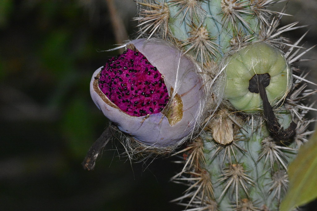 Xique-Xique: O Tesouro Espinhoso do Nordeste Brasileiro
