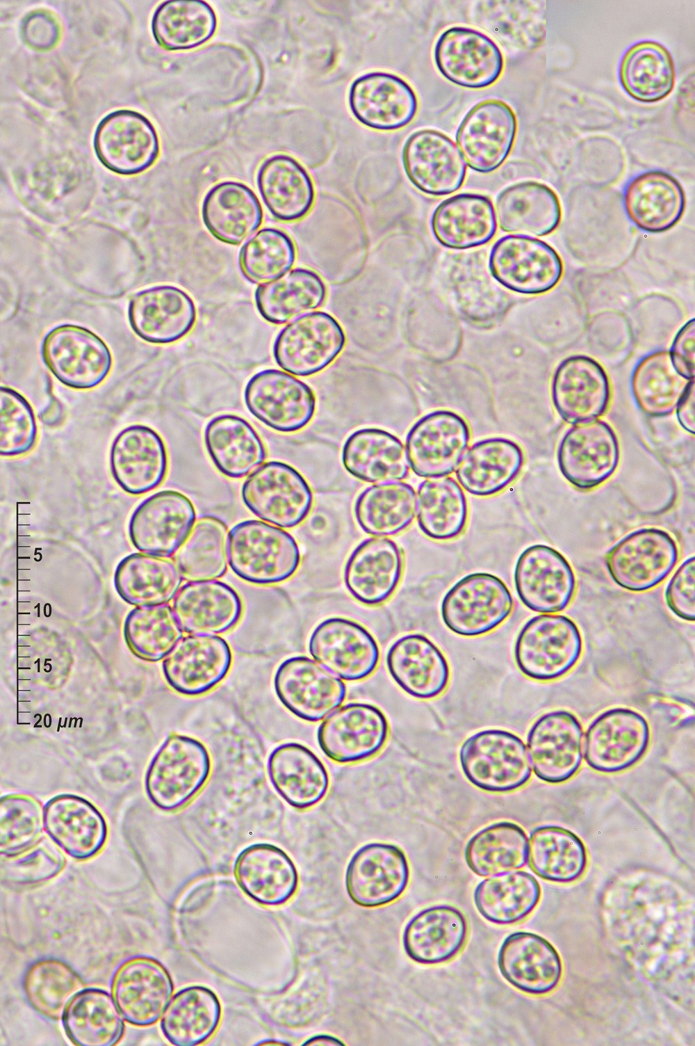 Pluteus hispidulus var. hispidulus (Fr.) Gillet • CEMAS