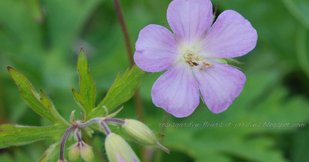 Rosi's Garden.Fleurs et Jardin: Geranium maculatum