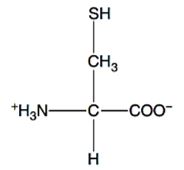 Laporan Praktikum Biokimia Dasar: Pemisahan dan Identifikasi Asam Amino ...