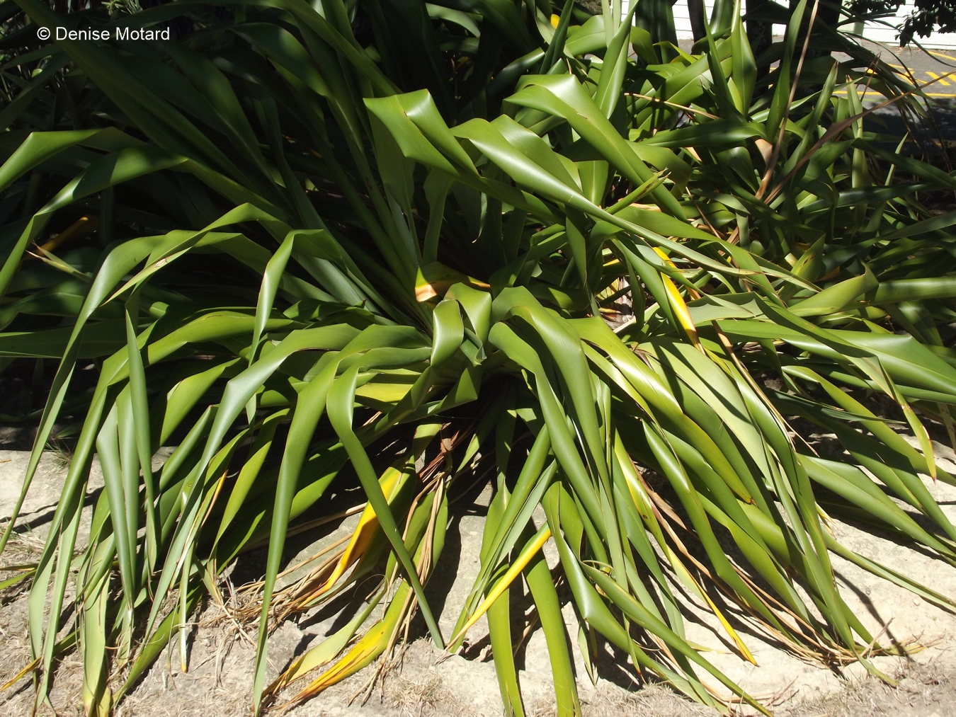 WELLINGTON BOTANIC GARDEN