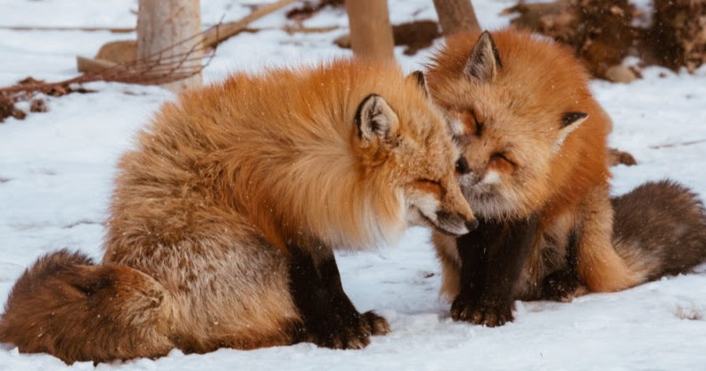 | Zorros |: Ciclo de vida del zorro