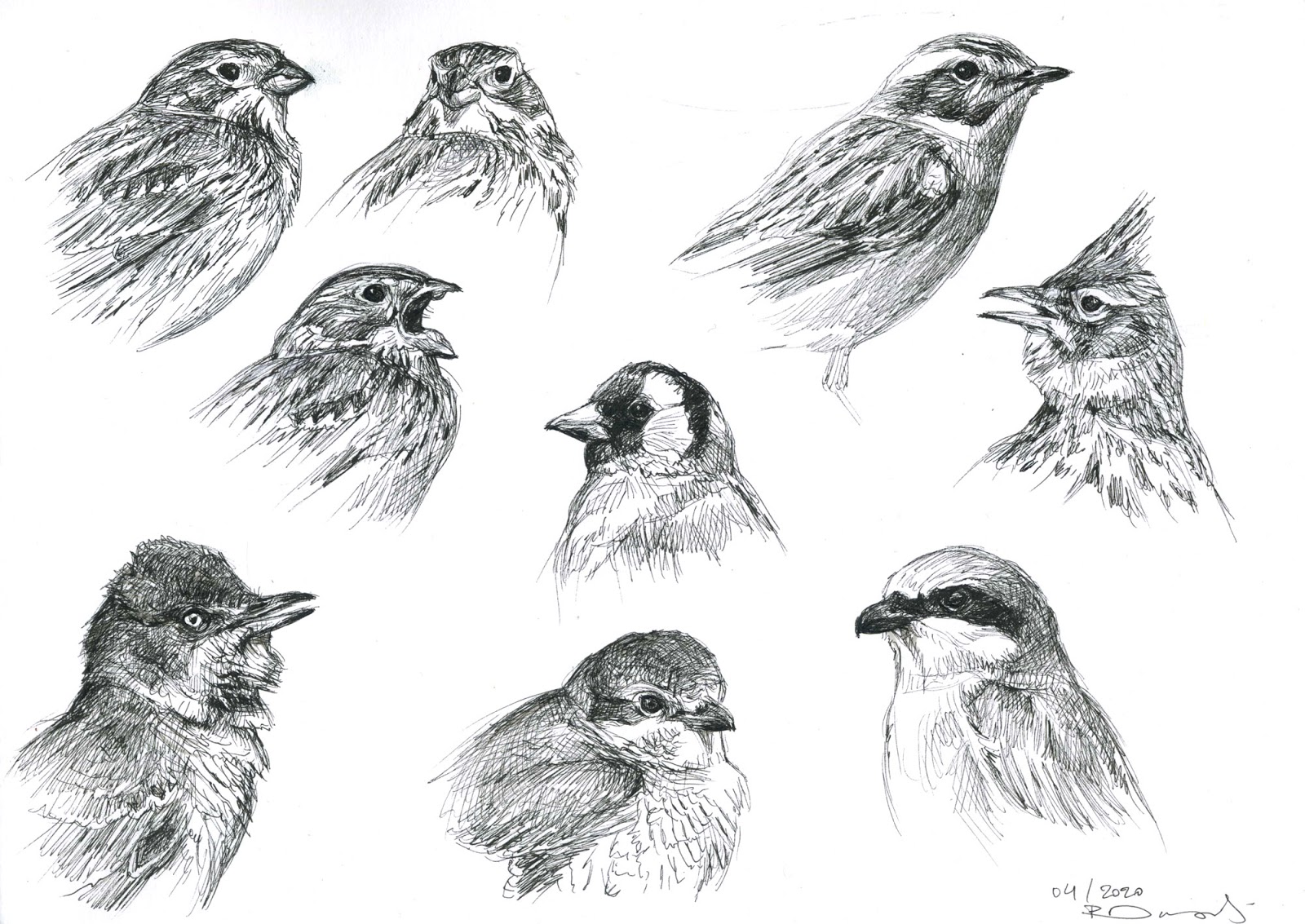Bird head sketches