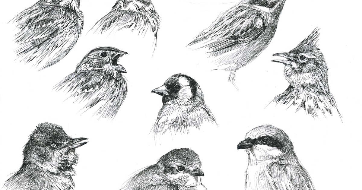 Bird head sketches