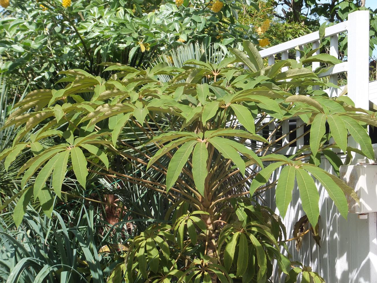 Alternative Eden Exotic Garden: In the Morning Light