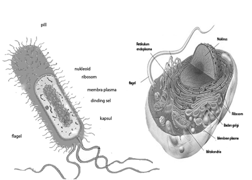 Pengertian Sel, Teori Sel, dan Macam Sel (Biologi) ~ Perpustakaan Vikko