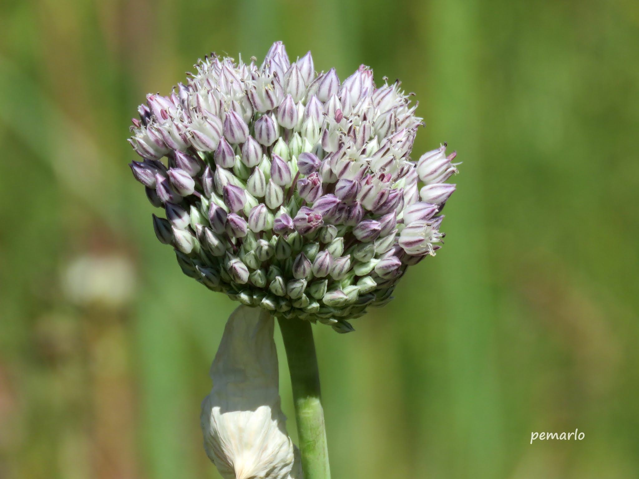 Plantas de Murcia: ALLIUM AMPELOPRASUM (Ajo porro) EXTENDIDA POR LA ...