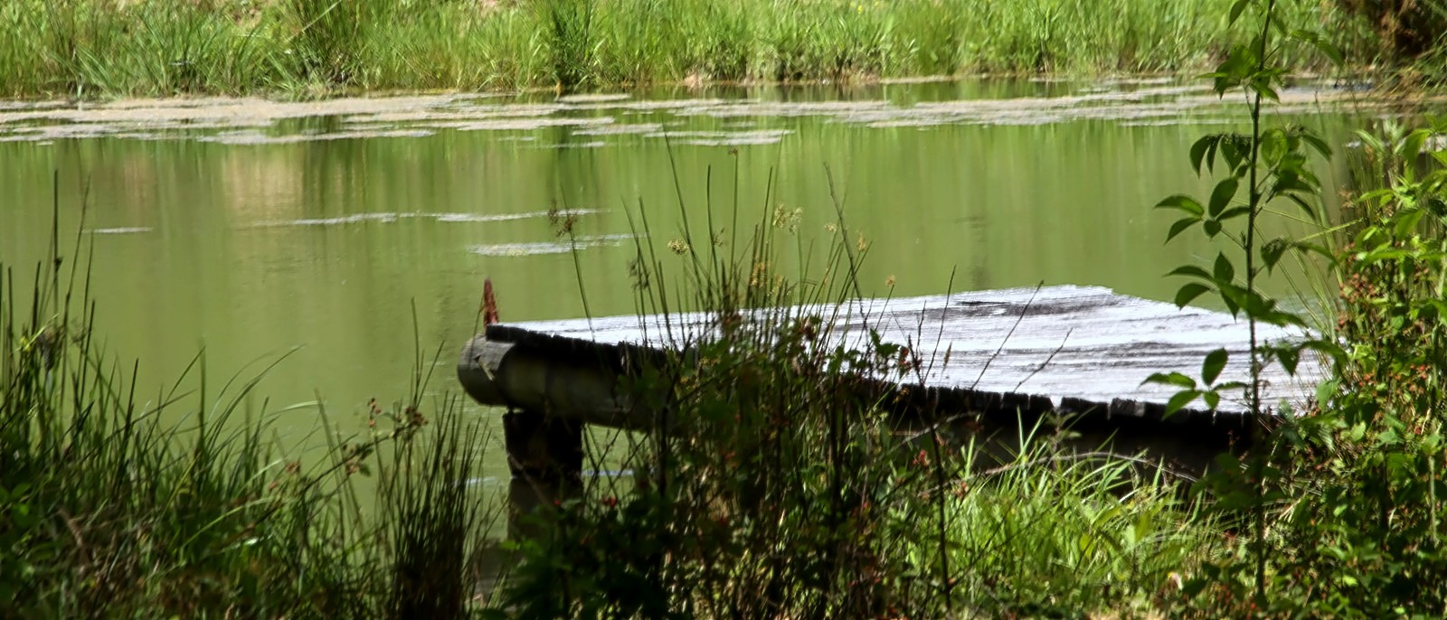 Gary's Outdoor Wanderings2: THE OLD FARM POND
