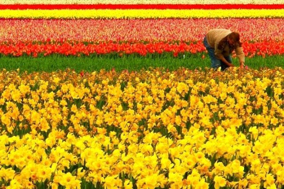 Blog Rilek-Rilek: Betul Betul Ohsem - Ladang Bunga Tulip Di Belanda