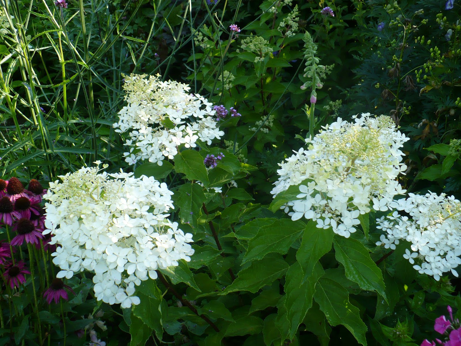 Hydrangea, Hortensja: Hydrangea paniculata (Hortensja bukietowa) 'Mega ...