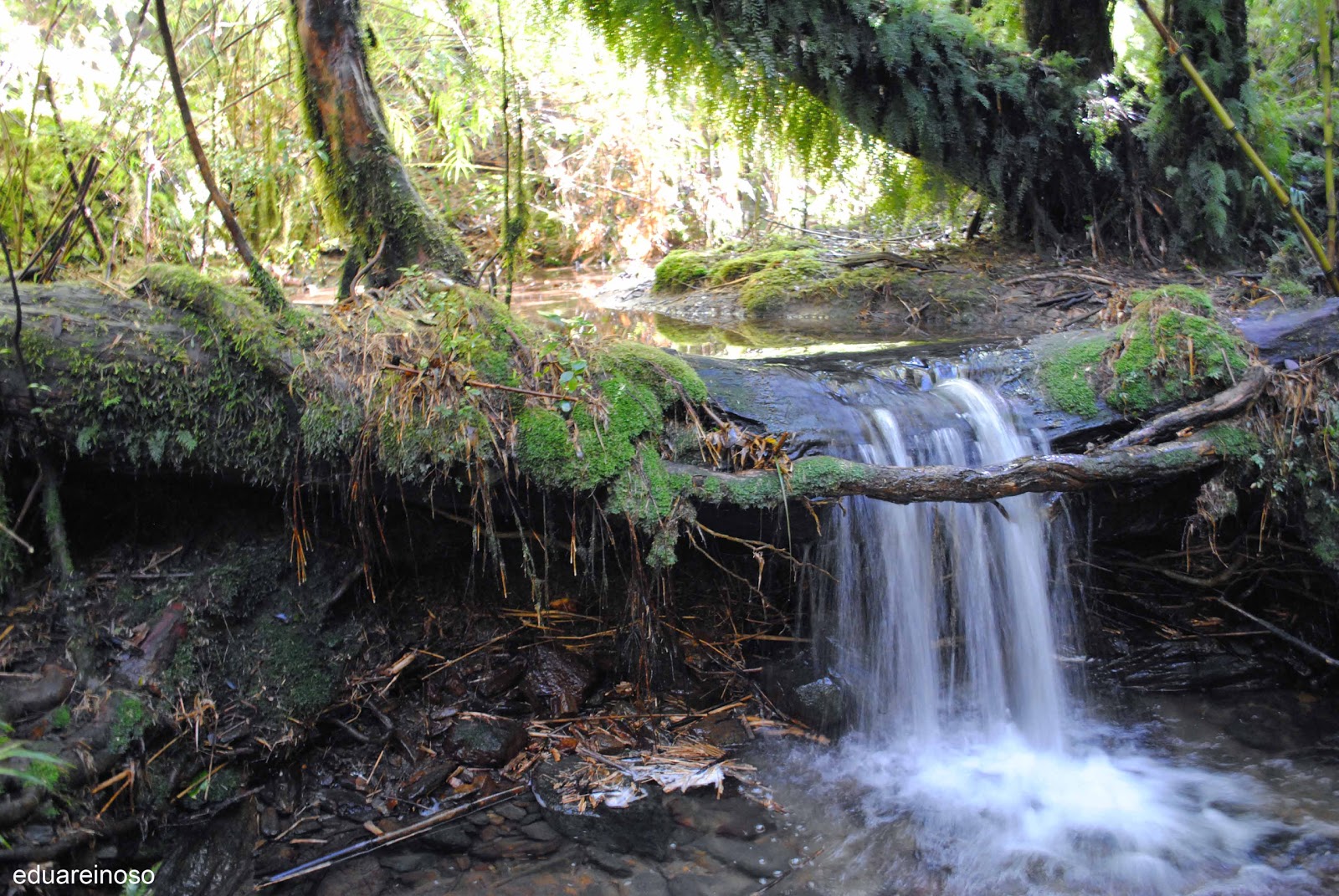 Ojos de Concepción: Selva Valdiviana, Parque Oncol - Valdivia
