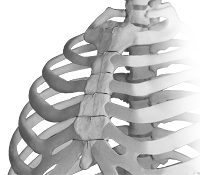 OpenHeartWarrior: Sternal Wires and Listening