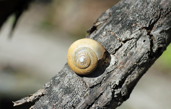 Explore Missouri: The Forest is coming ALIVE