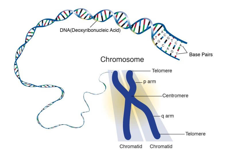 Catatan prestasi Guru Biologi: Kromosom: definisi, struktur, jenis ...
