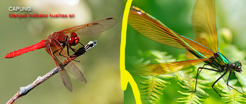 budiprasetya: Capung menjadi indikator kualitas air