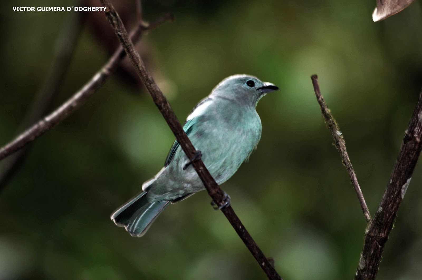 Mis imágenes de aves: OTRAS FOTOS DE TANGARAS PERUANOS