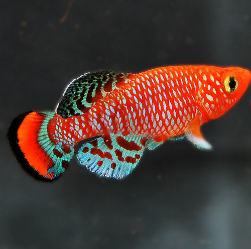 Beautiful Freshwater Fish in the world: Killi Fish ( Nothobranchius )