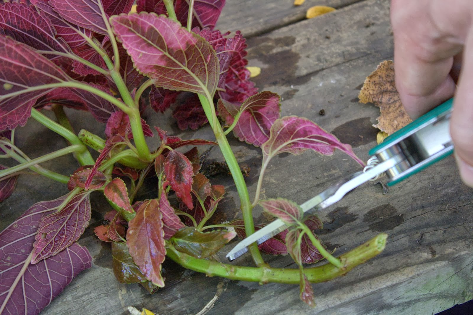 HOW TO TAKE CUTTINGS FROM COLEUS |The Garden of Eaden
