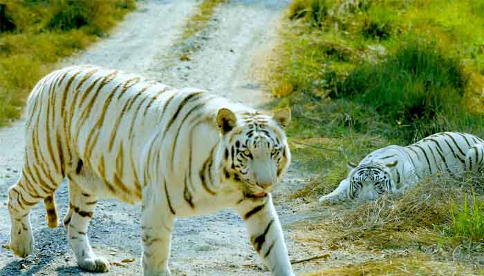 The Legacy of White Tigers - Mohan, Virat to Mukundpur Safari