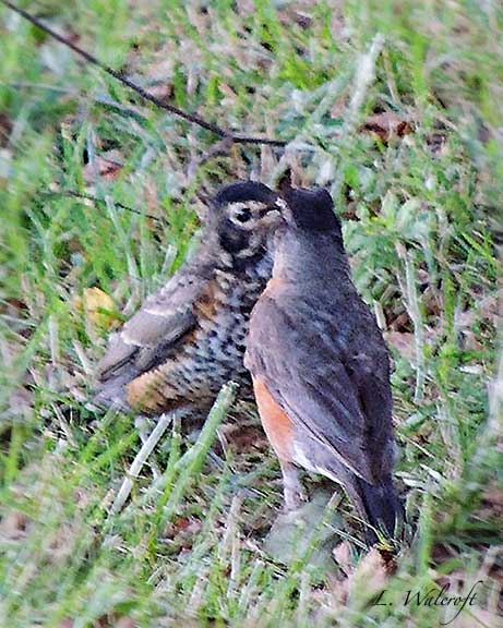The View from Squirrel Ridge: American Robins, Virginia Deer.