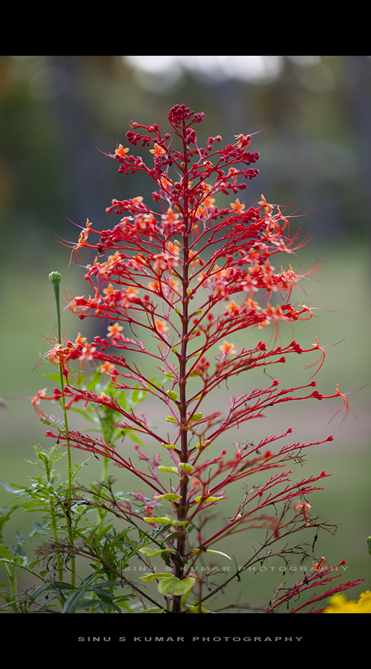 My Butterfly Garden: Butterflies and Their Larval Host Plants