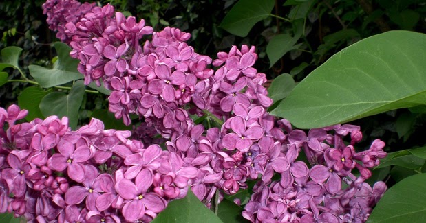 ŠTA SVE LIJEČI JORGOVAN???