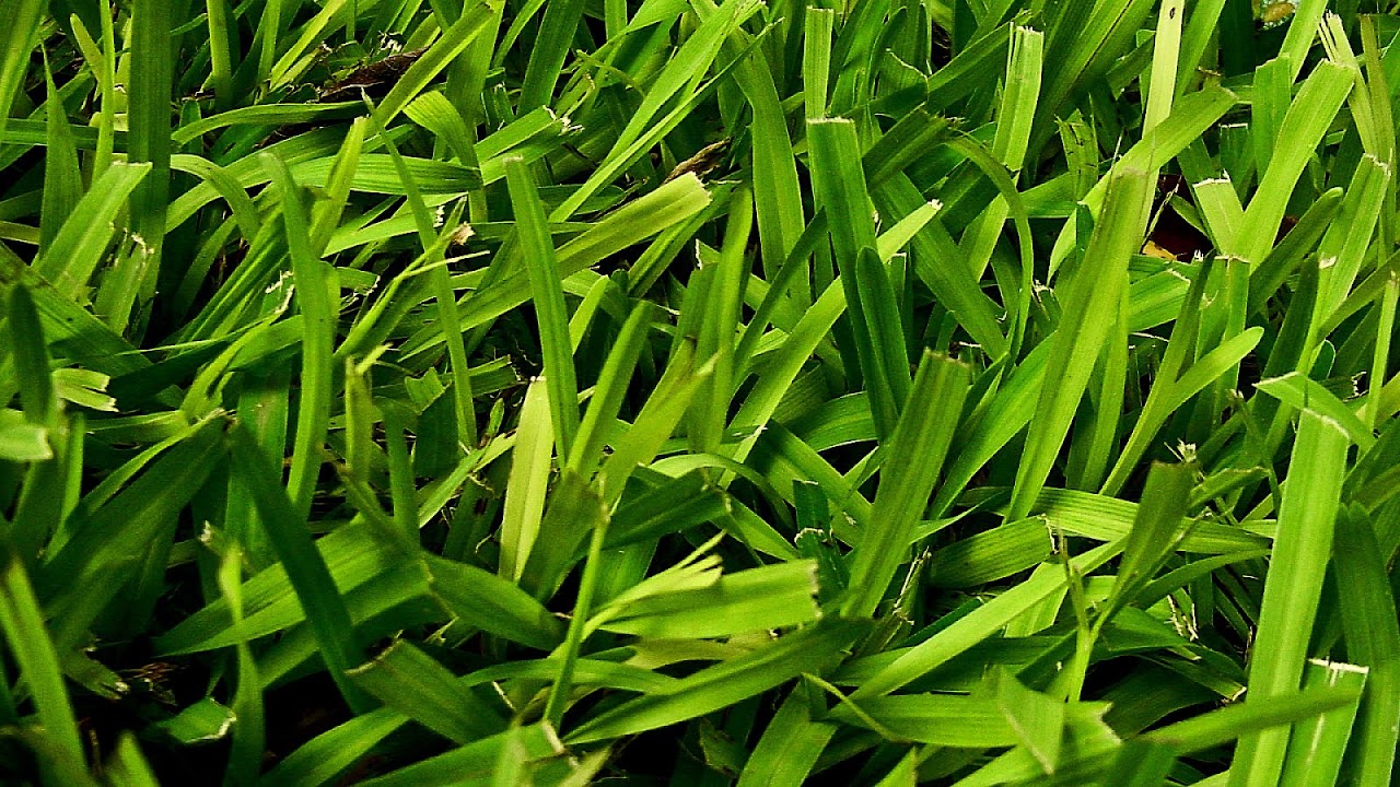 Yellow St Augustine Grass Yellow Choices
