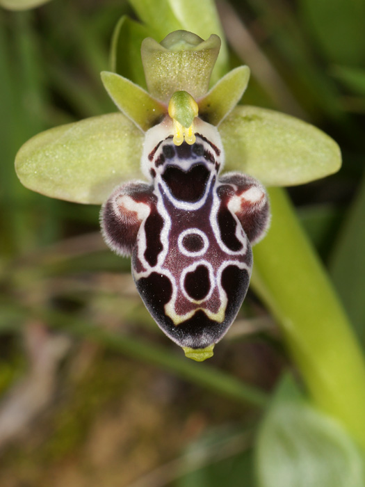 The Orchids of Cyprus: Ophrys kotschyi