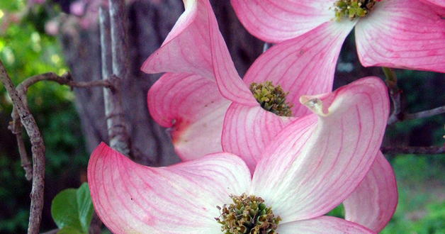 Seasonal Eating: May Veggies and Recipes