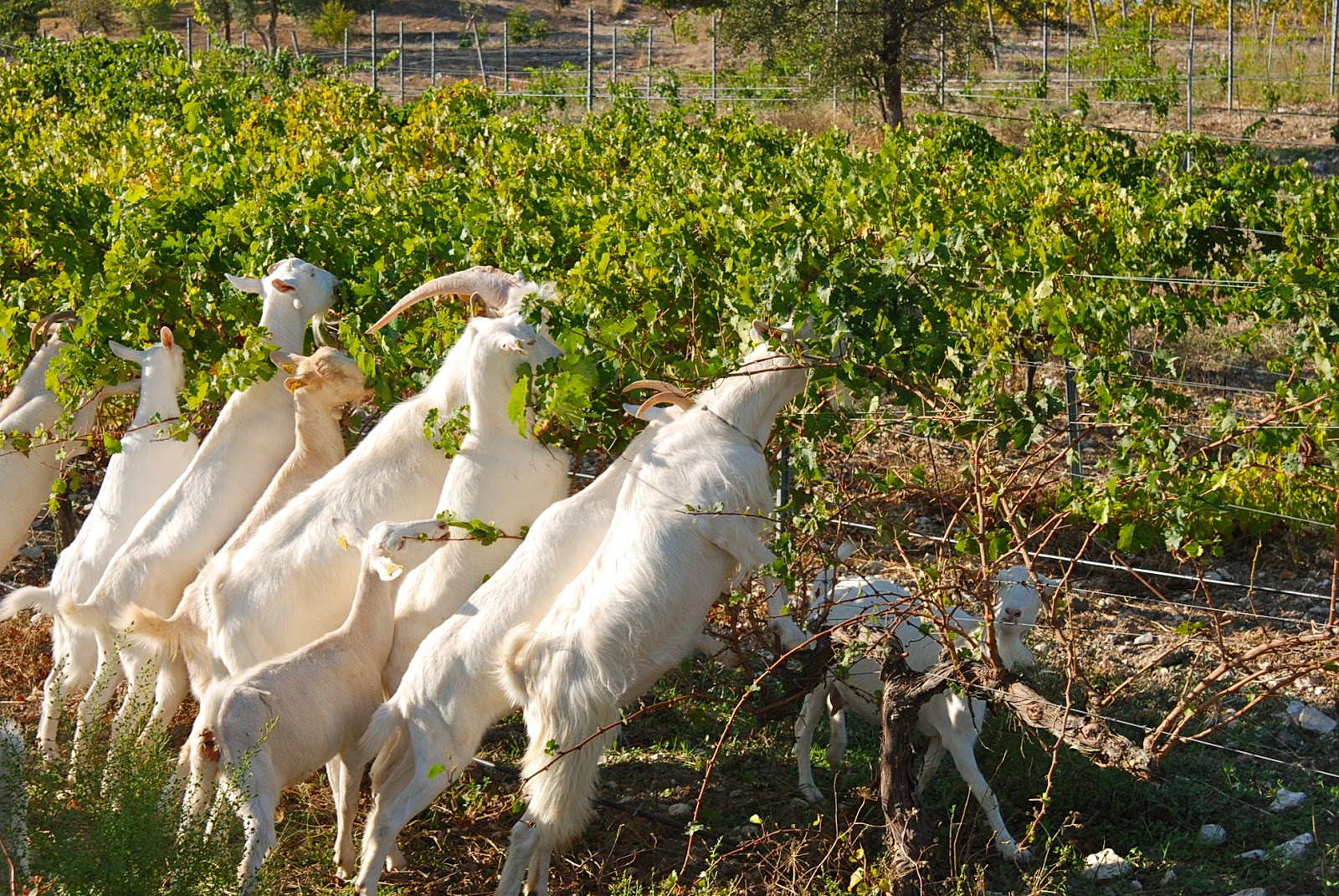 BacktoBodrum: Goats in the Grape Vines