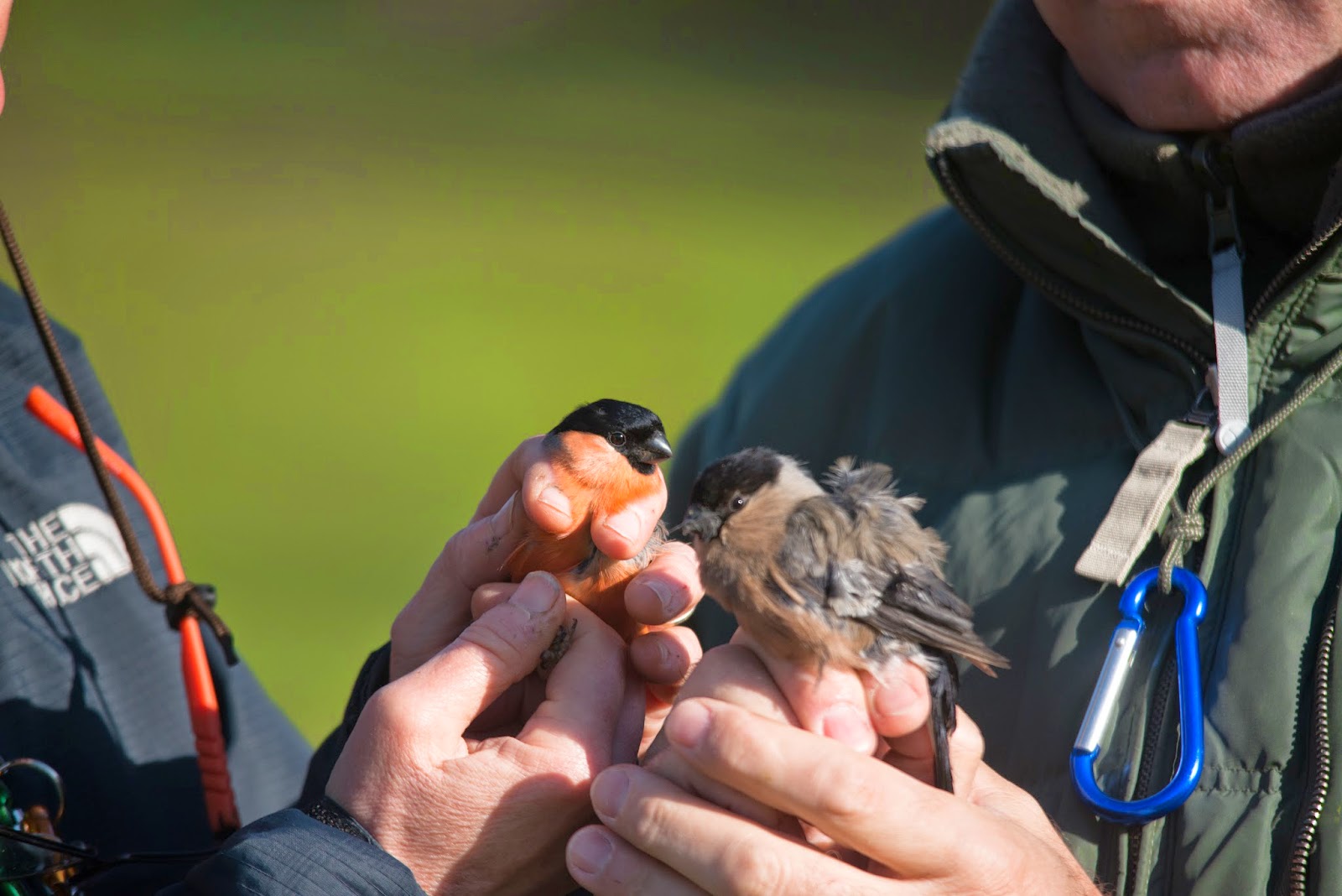 Canons Farm & Banstead Woods Birds: Ringing