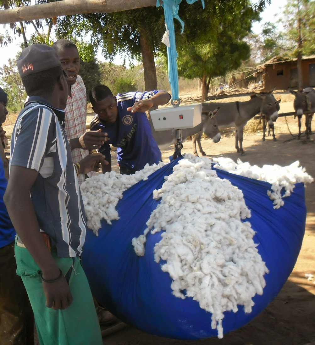 WAKULIMA WA ZAO LA PAMBA WALIOKOPA WILAYANI KAHAMA WATAKIWA KUUZA PAMBA ...