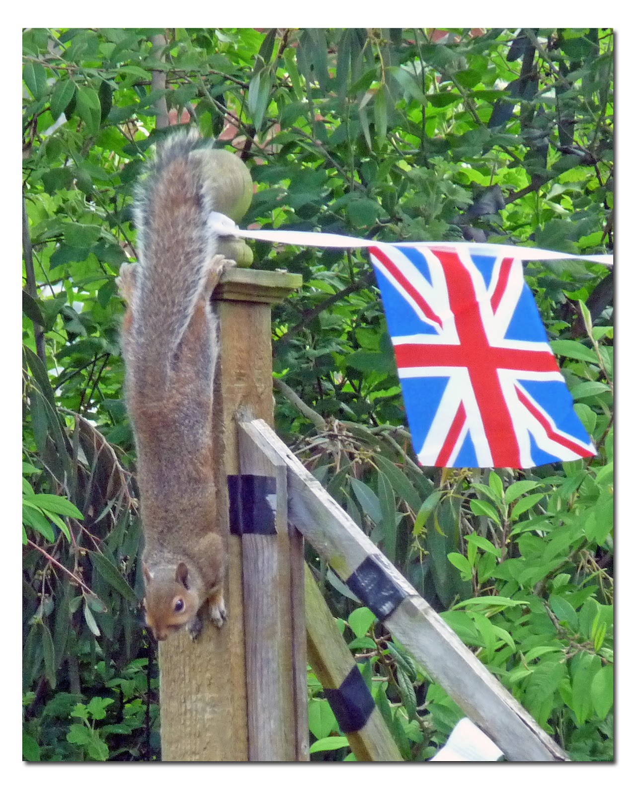 Wild and Wonderful: Home Patch (19): Squirrelympics