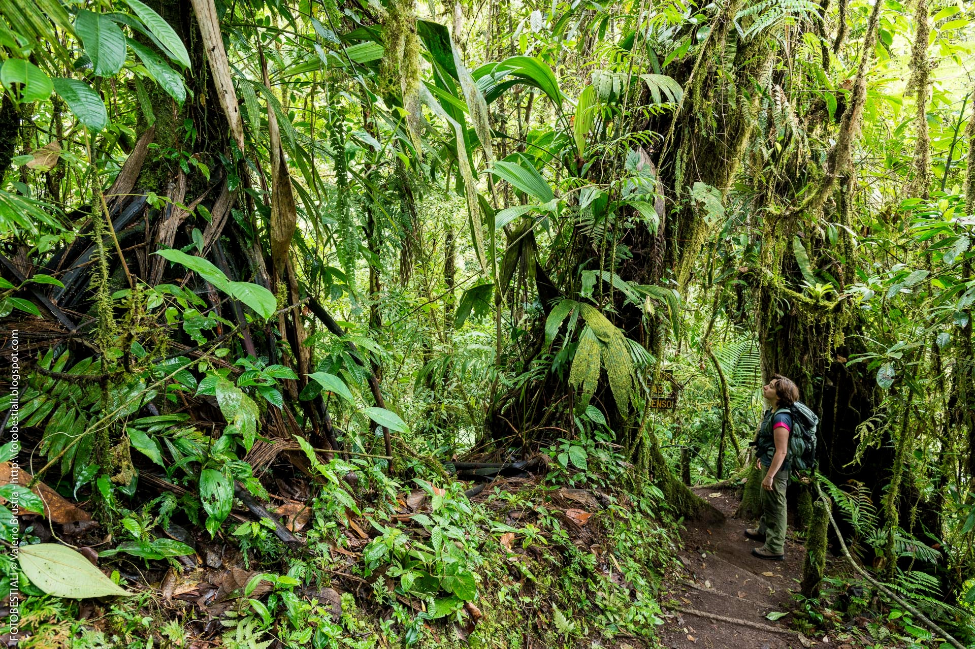 Fotobestiali: La foresta pluviale di Arenal