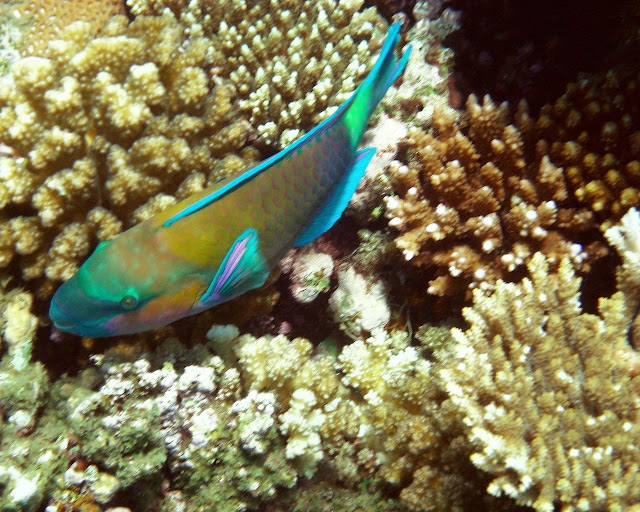 PARROTFISH photos - wallpapers (ανανεωμένο) | the fun bank