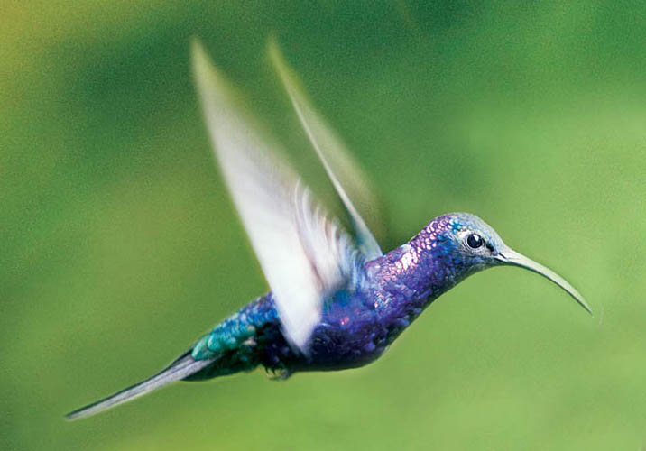 The Caribbean History Archives: The First People of Trinidad & Tobago ...