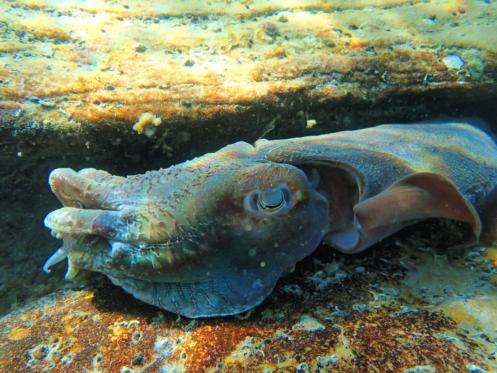 Beneath the waves at South Australia's giant cuttlefish marine spectacle