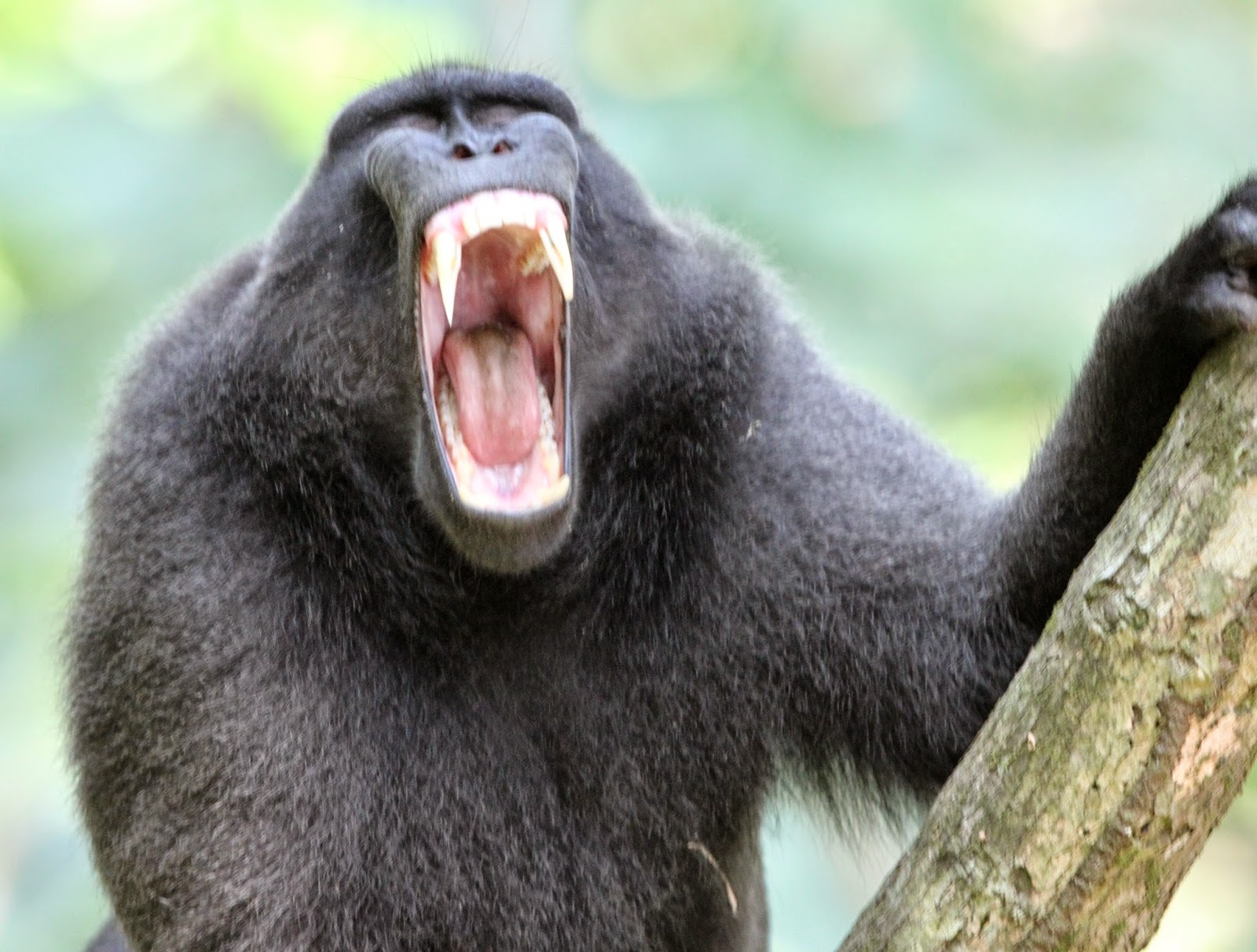 Worldbirder: Sulawesi Crested Macaque: Photo essay