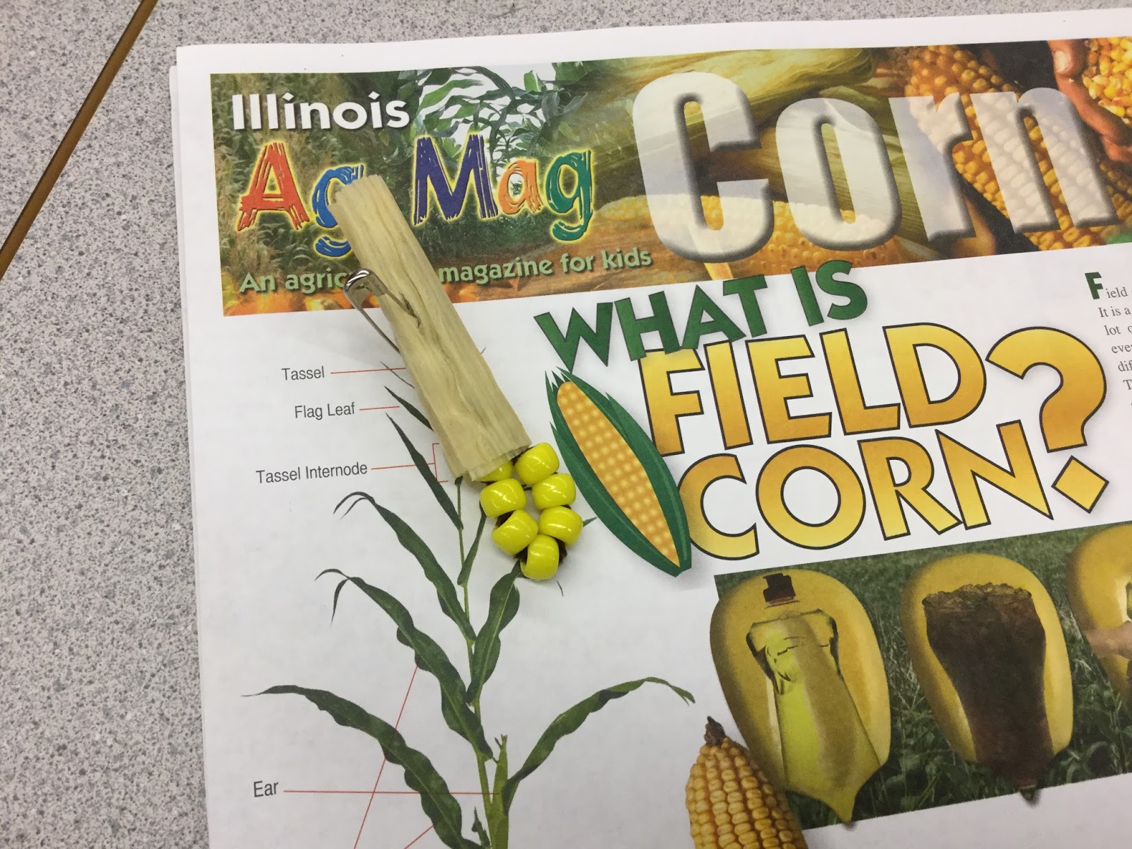 Mrs. Burbridge's 3rd Grade Class: Ag in the Classroom